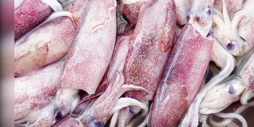 Easing Restrictions: Catching of squid granted during May | Myanmar International TV